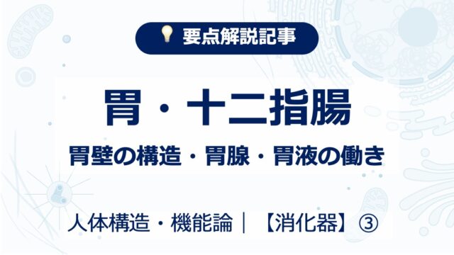 【消化器】胃・十二指腸の構造と機能｜胃壁の構造・胃液の成分と働き